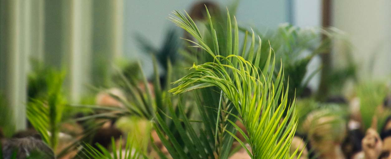Caring For Your Palm Sunday Palms – Church Supply Warehouse